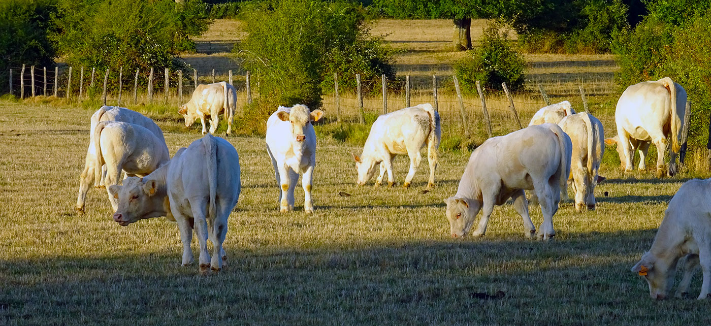 A day in the life of Rémi ( the French farmer)